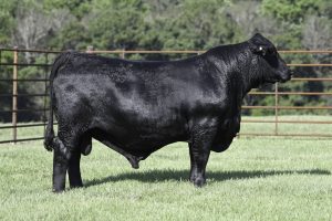 Black Brangus & UltraBlack Semen - Bovine Elite